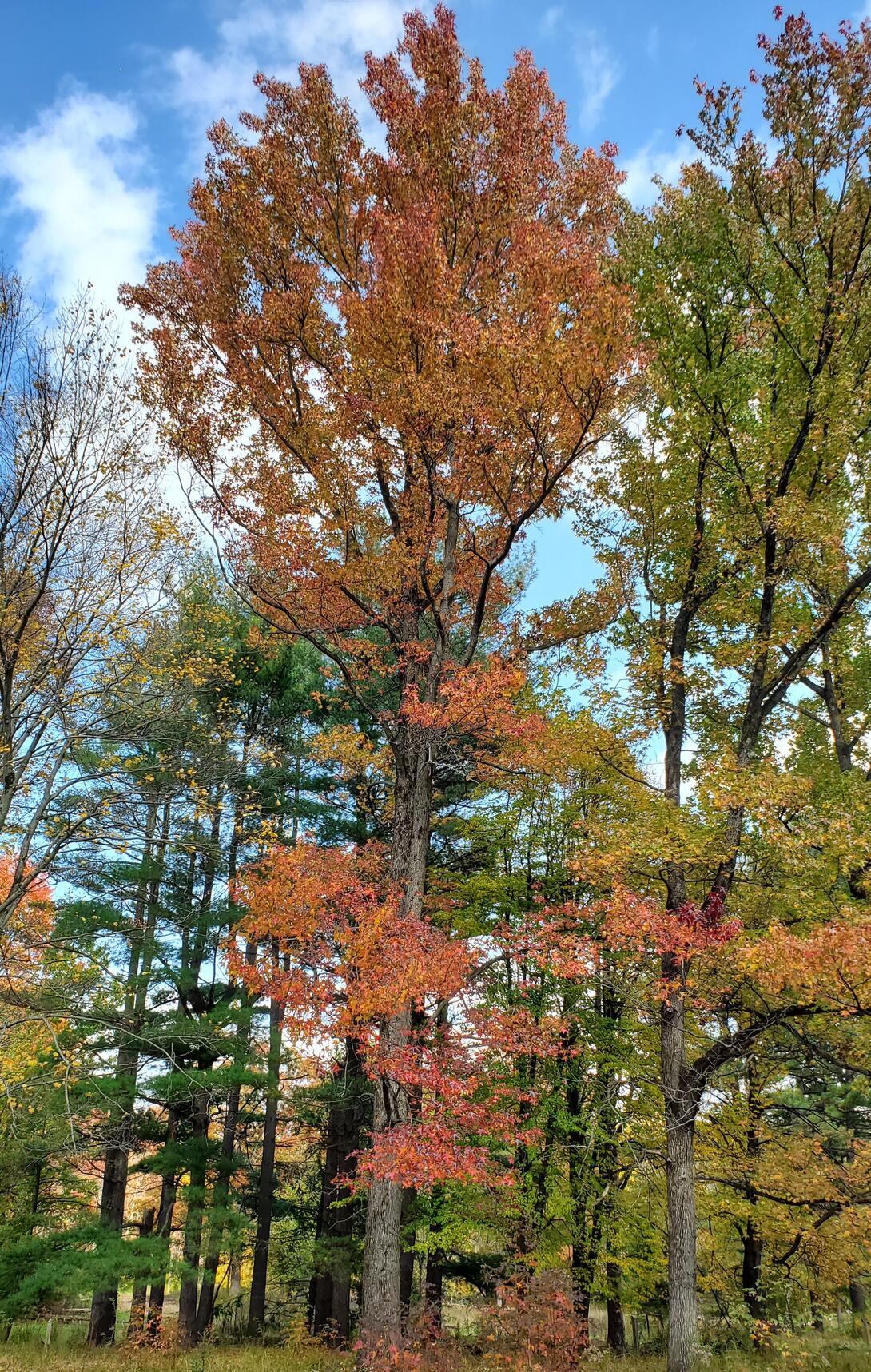 Sweetgum | CMP Tree Selection Tool